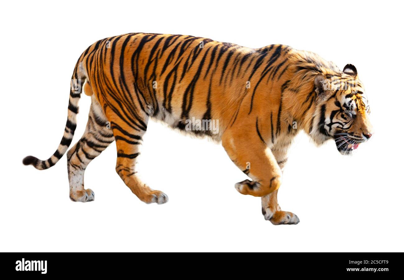 Great tiger in the nature habitat Stock Photo - Alamy