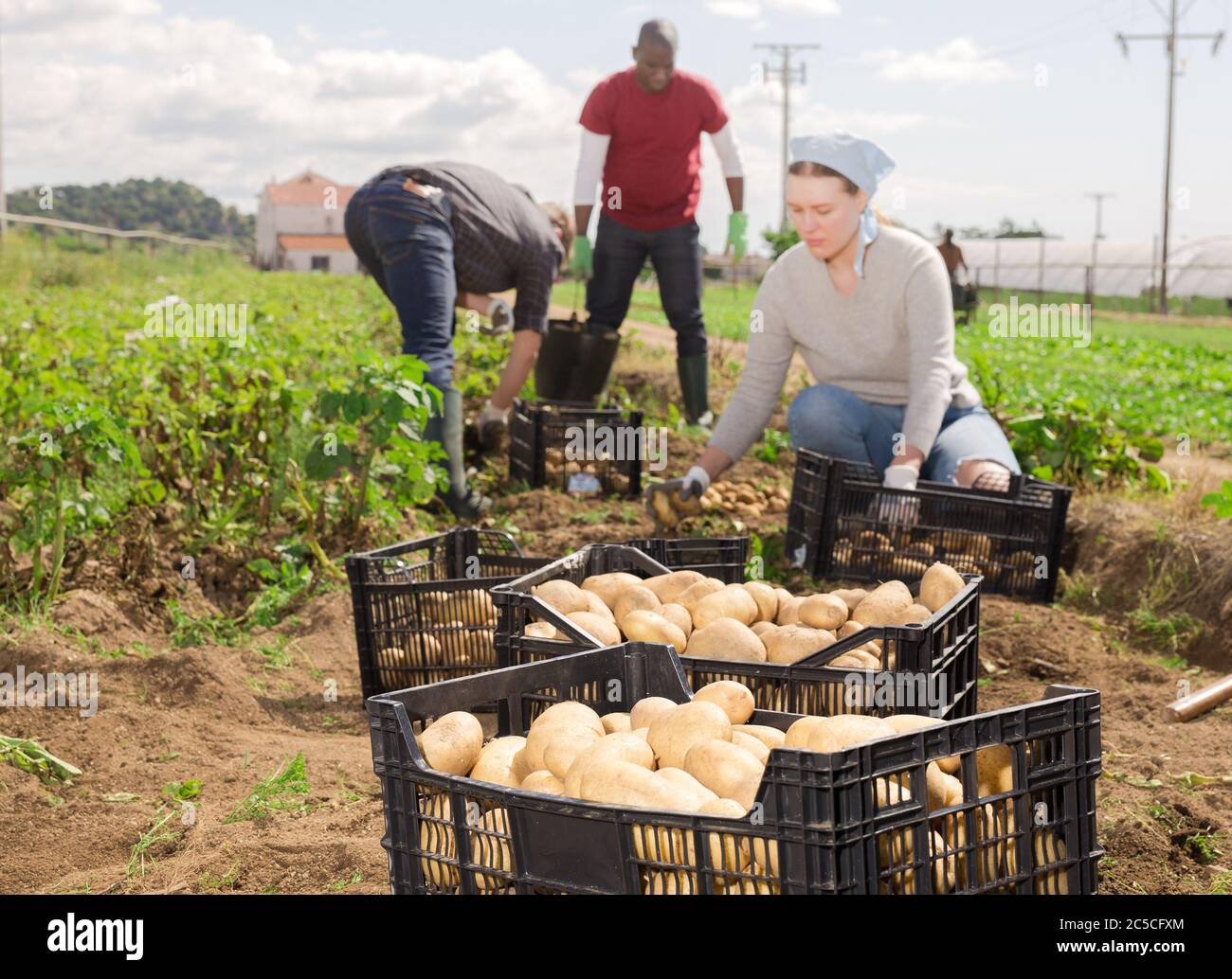 Portrait of woman gardener during harvesting of potatoes outdoor, men ...