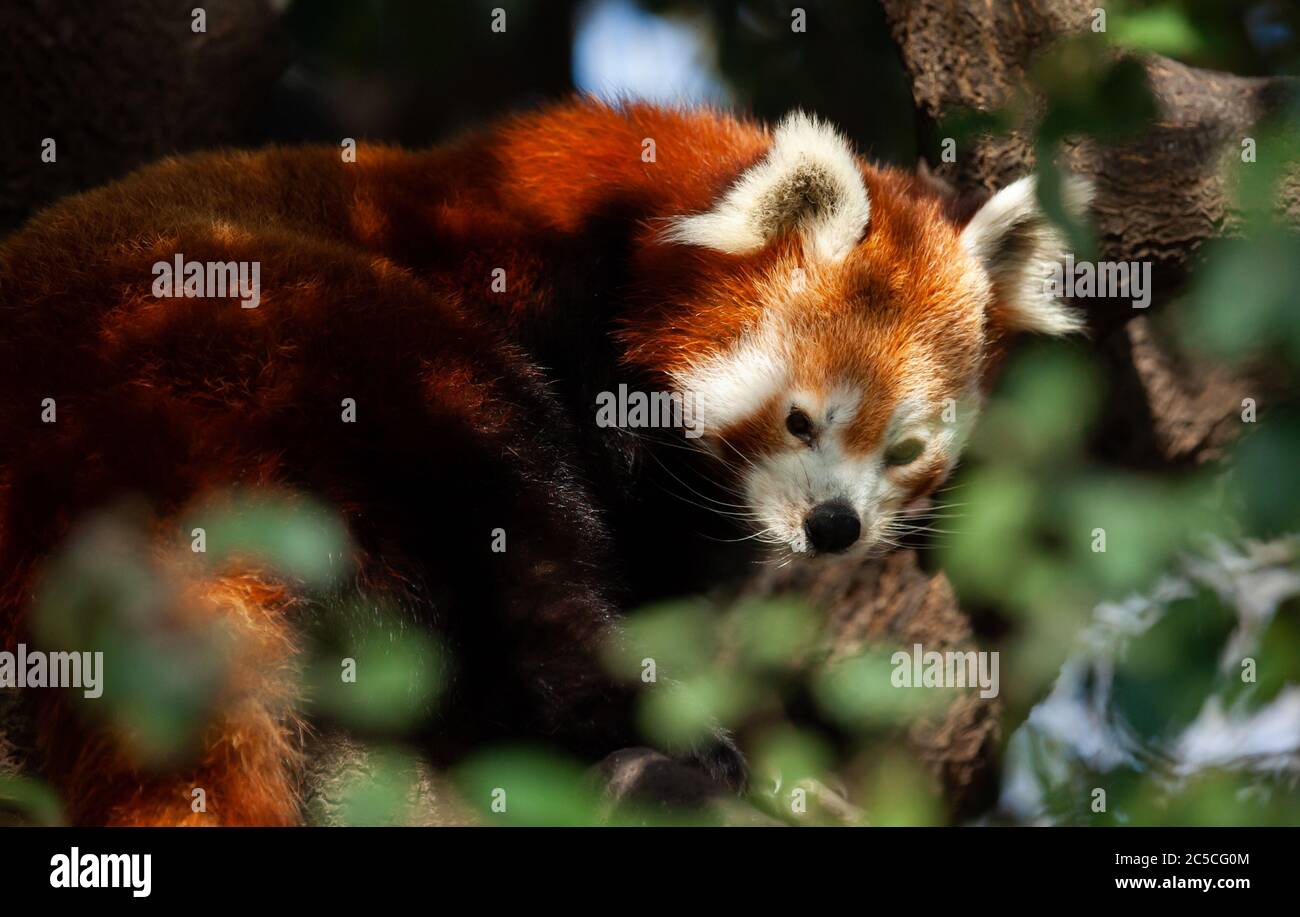 Image of rare red panda sitting on branch in park outdoor Stock Photo ...