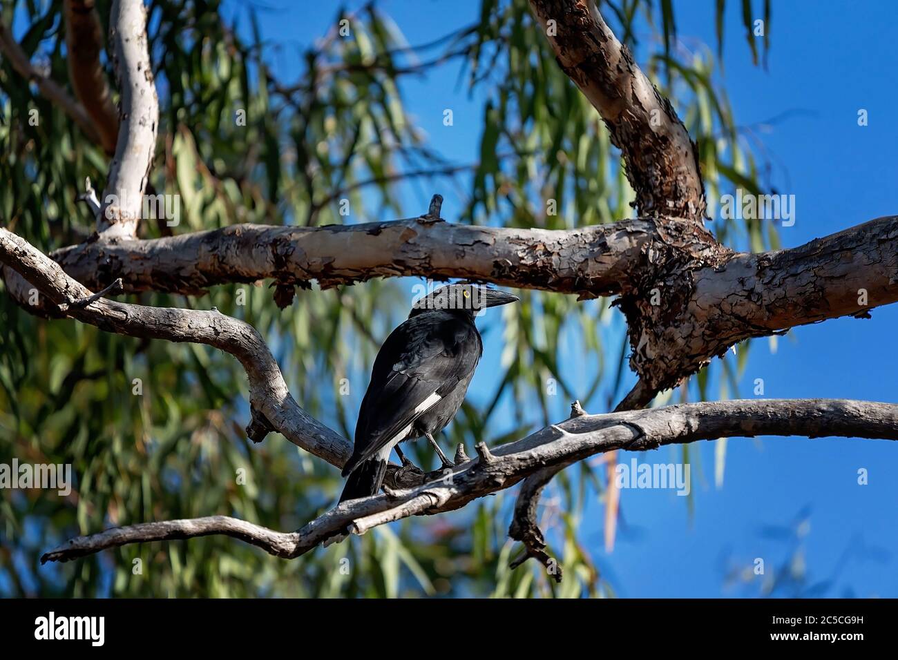 A pied currawong bird sitting in a tree amongst the Australian bush ...