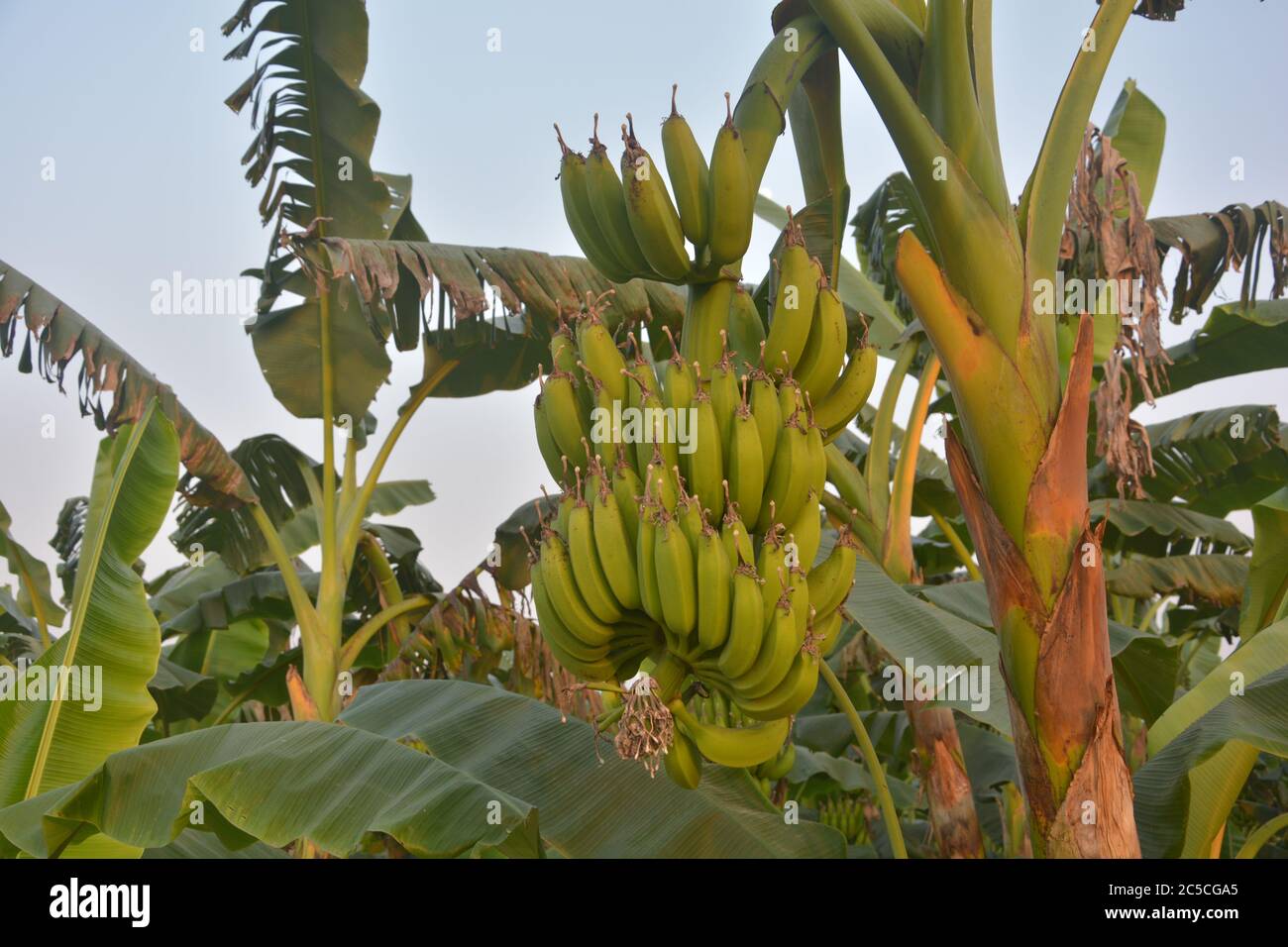 Plantain tree hi-res stock photography and images - Alamy