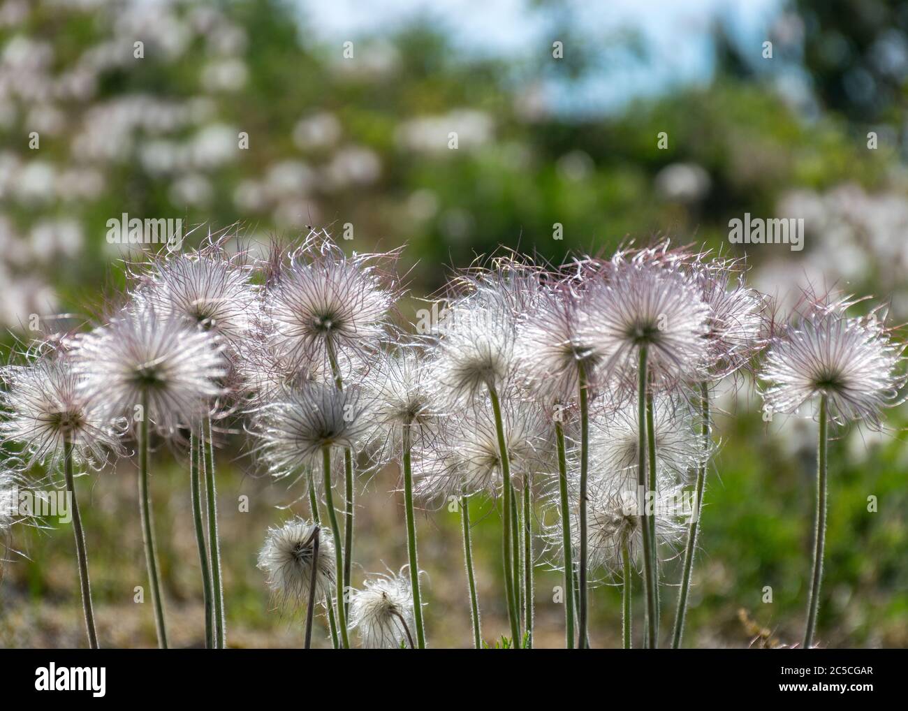 beautiful summer day with flowering coast of the island of Saaremaa ...