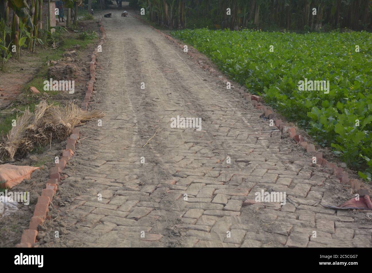 A brick road in an Indian village going through cultivated fields ...