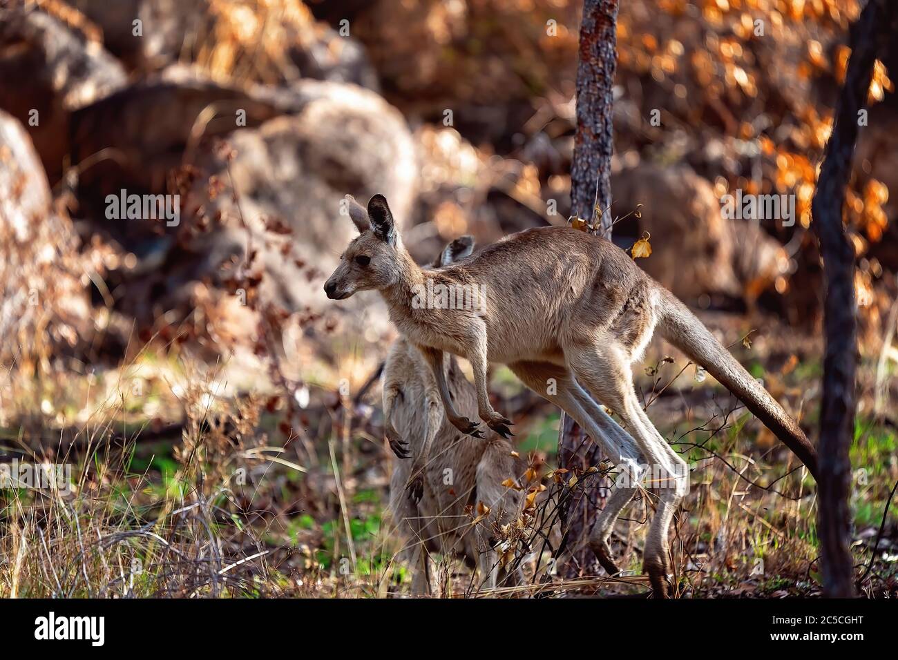 An Australian kangaroo hopping away on its hind legs with another ...