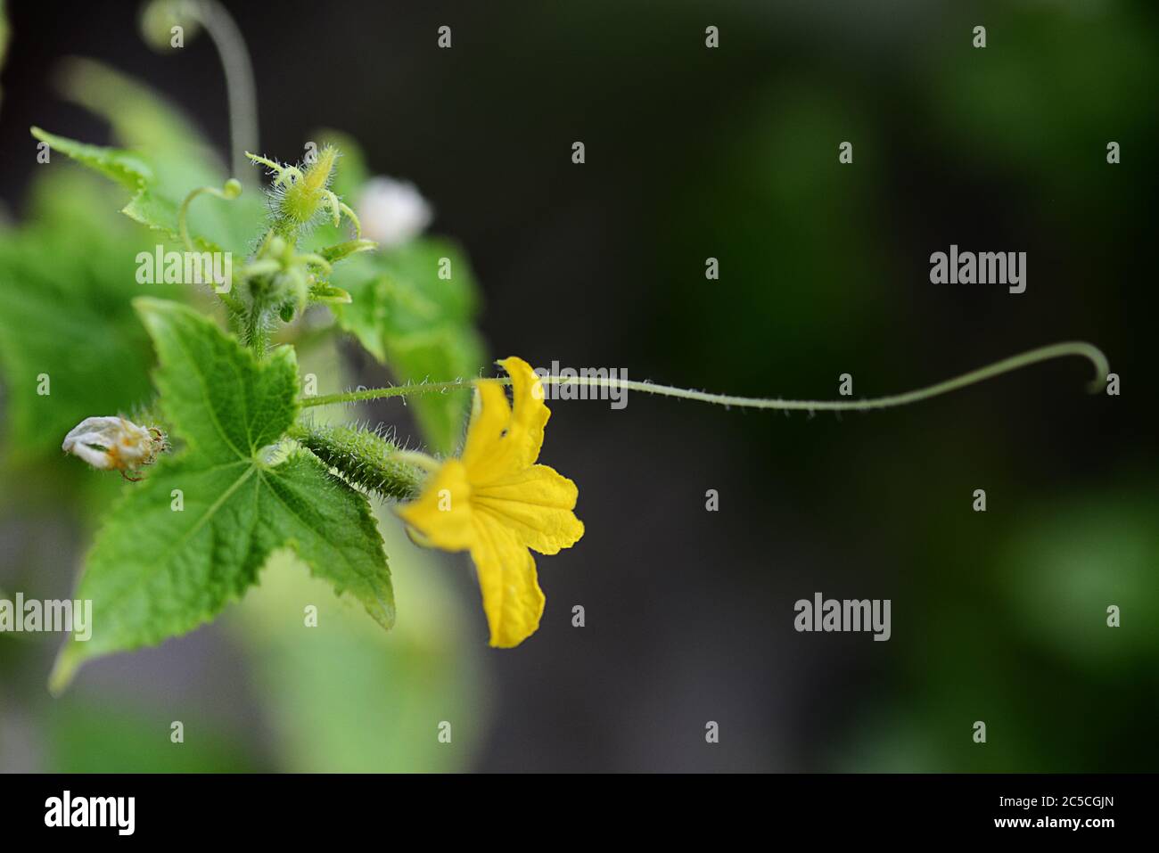 Cucumber flower hi-res stock photography and images - Alamy