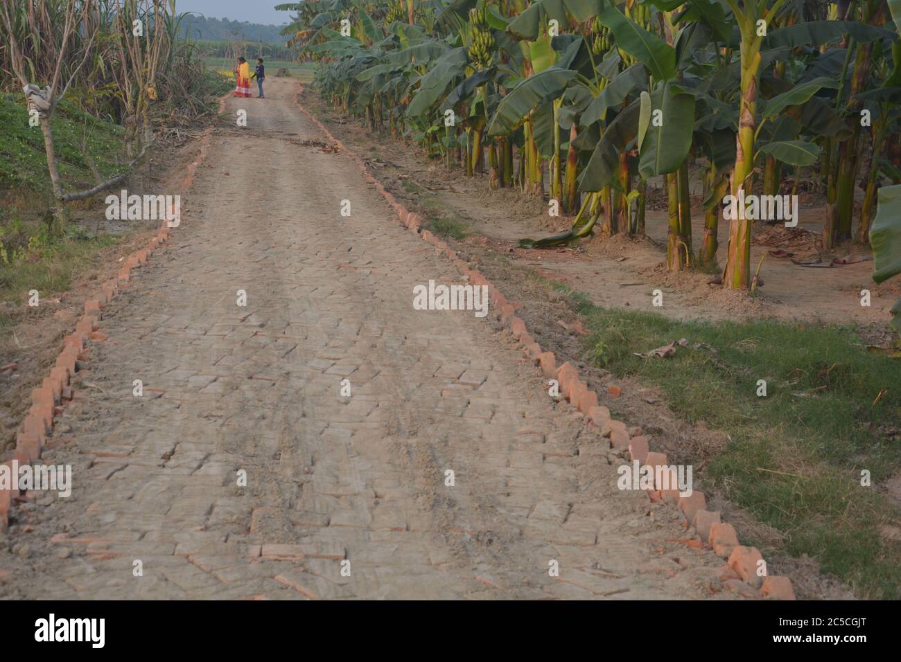 A brick road in an Indian village going through cultivated fields ...