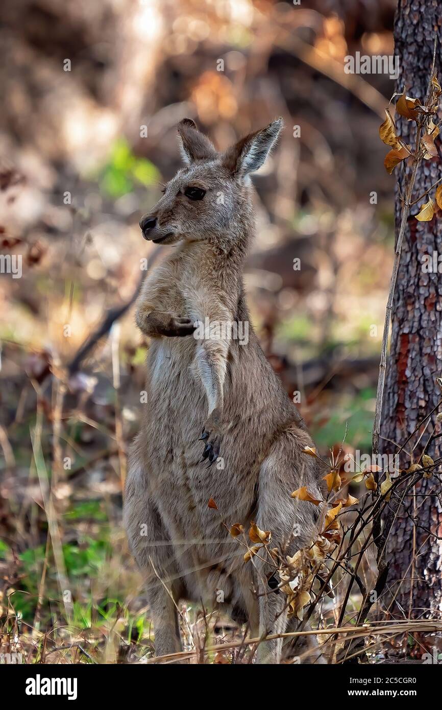 An Australian kangaroo standing on its hind legs looking around and ...
