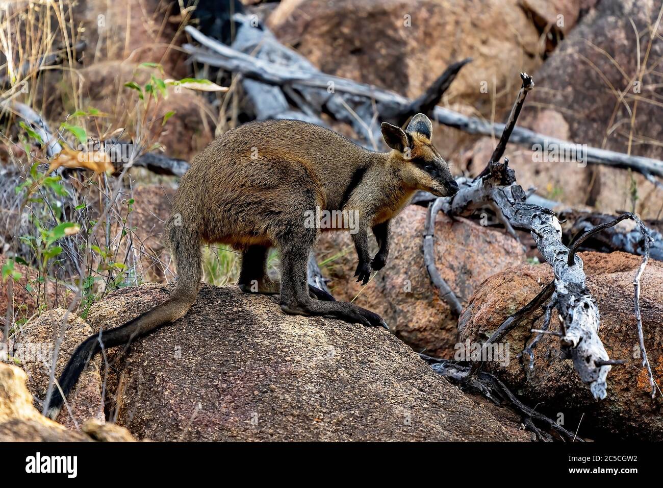 A brush tailed rock wallaby in the Australian bush Stock Photo - Alamy