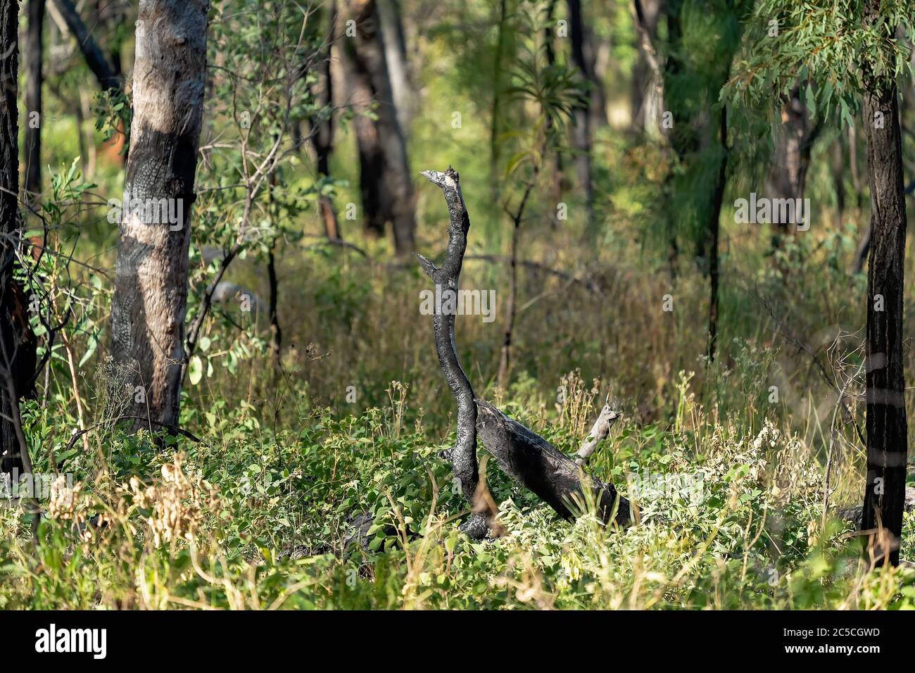 Australian bushy hi-res stock photography and images - Alamy