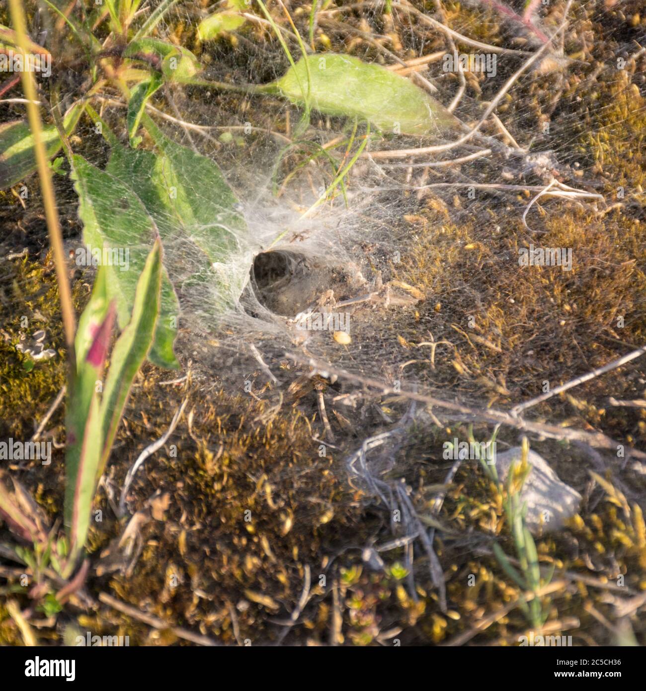 photography with a beautiful spider web photographed at first light in ...