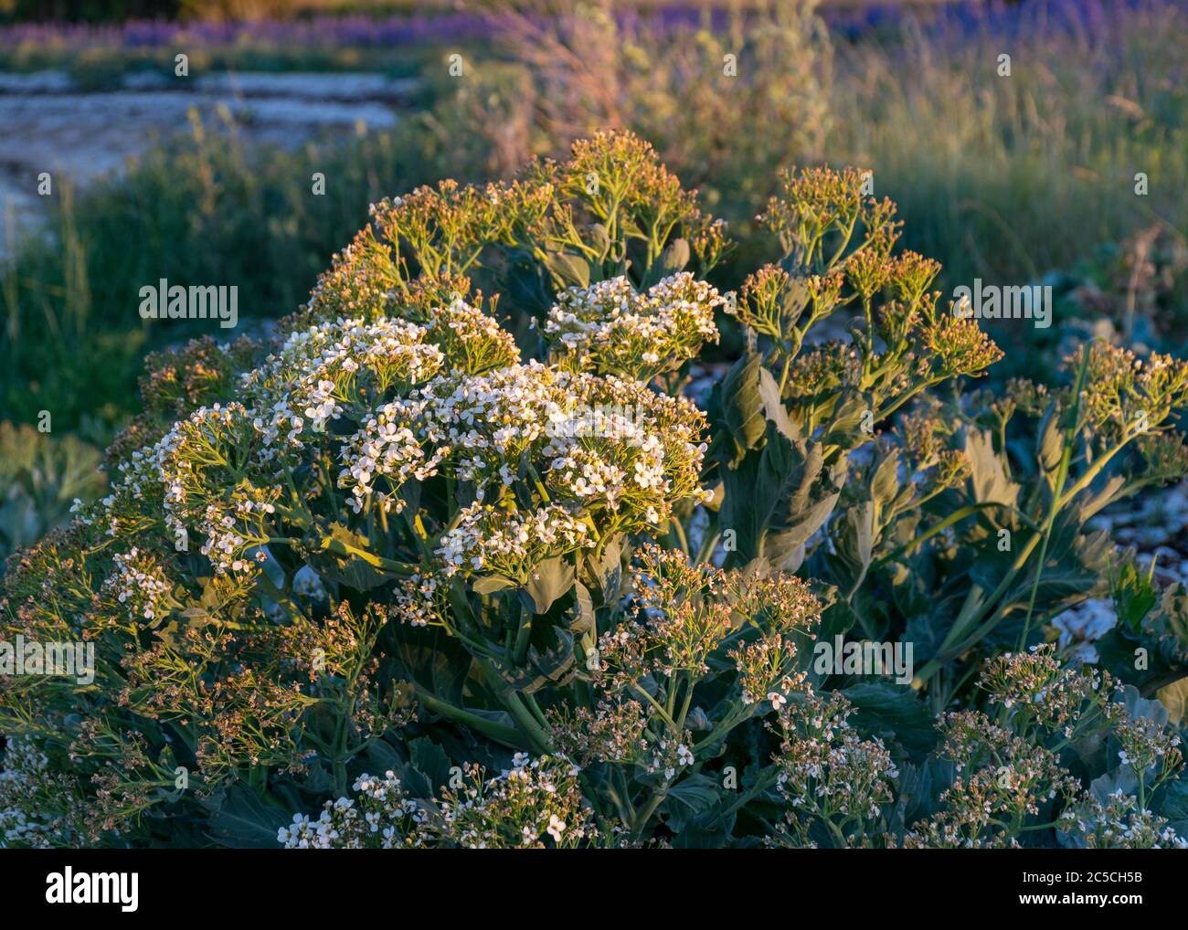 beautiful summer sunset landscape with sea cabbage, Crambe maritima ...