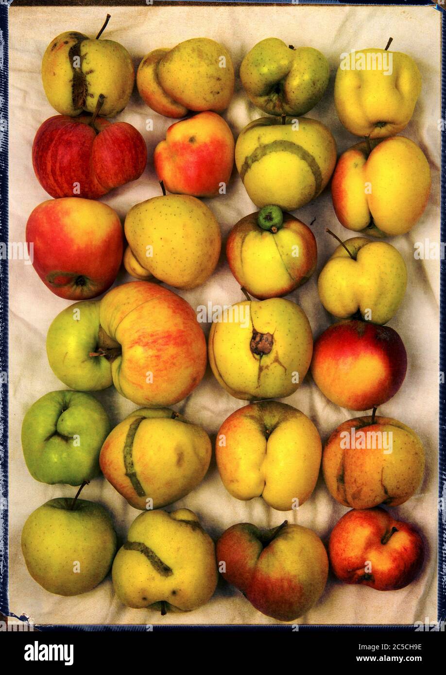 Deformed fruit hi-res stock photography and images - Alamy