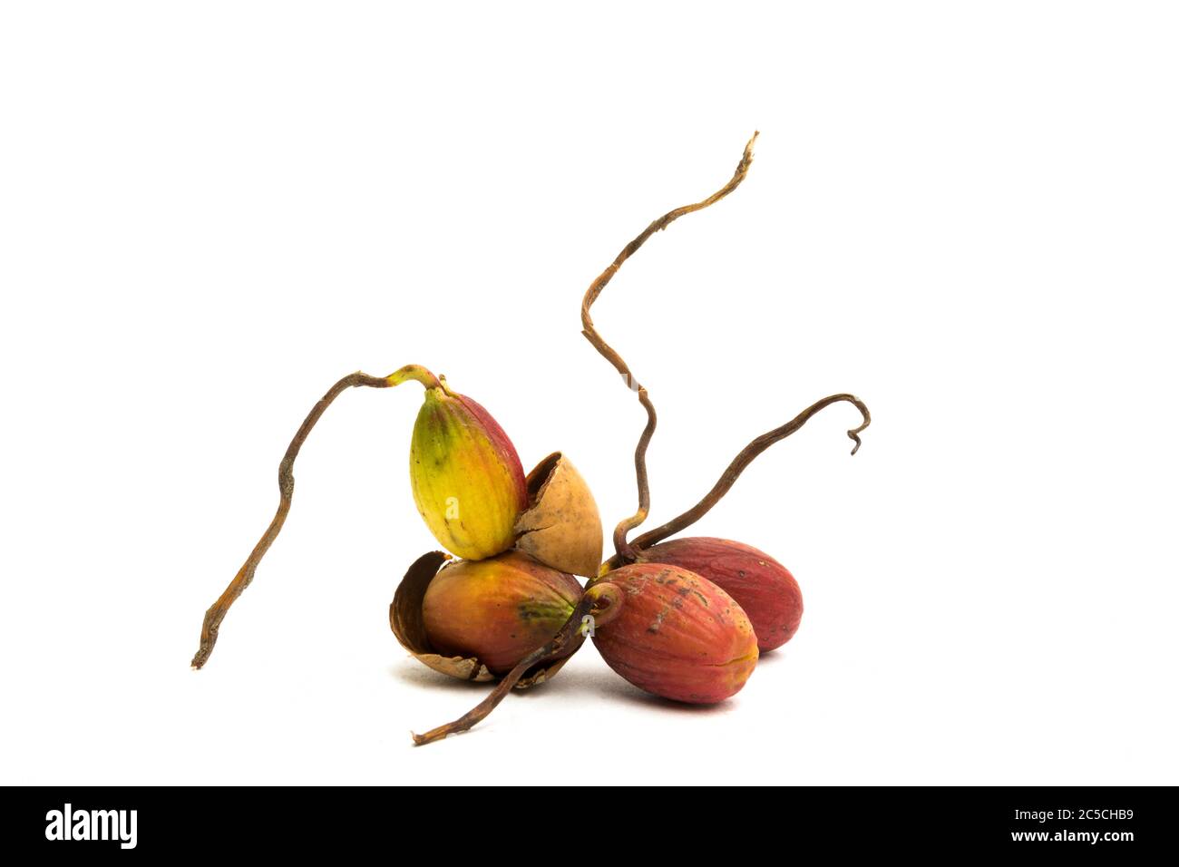 Oak nuts hi-res stock photography and images - Alamy