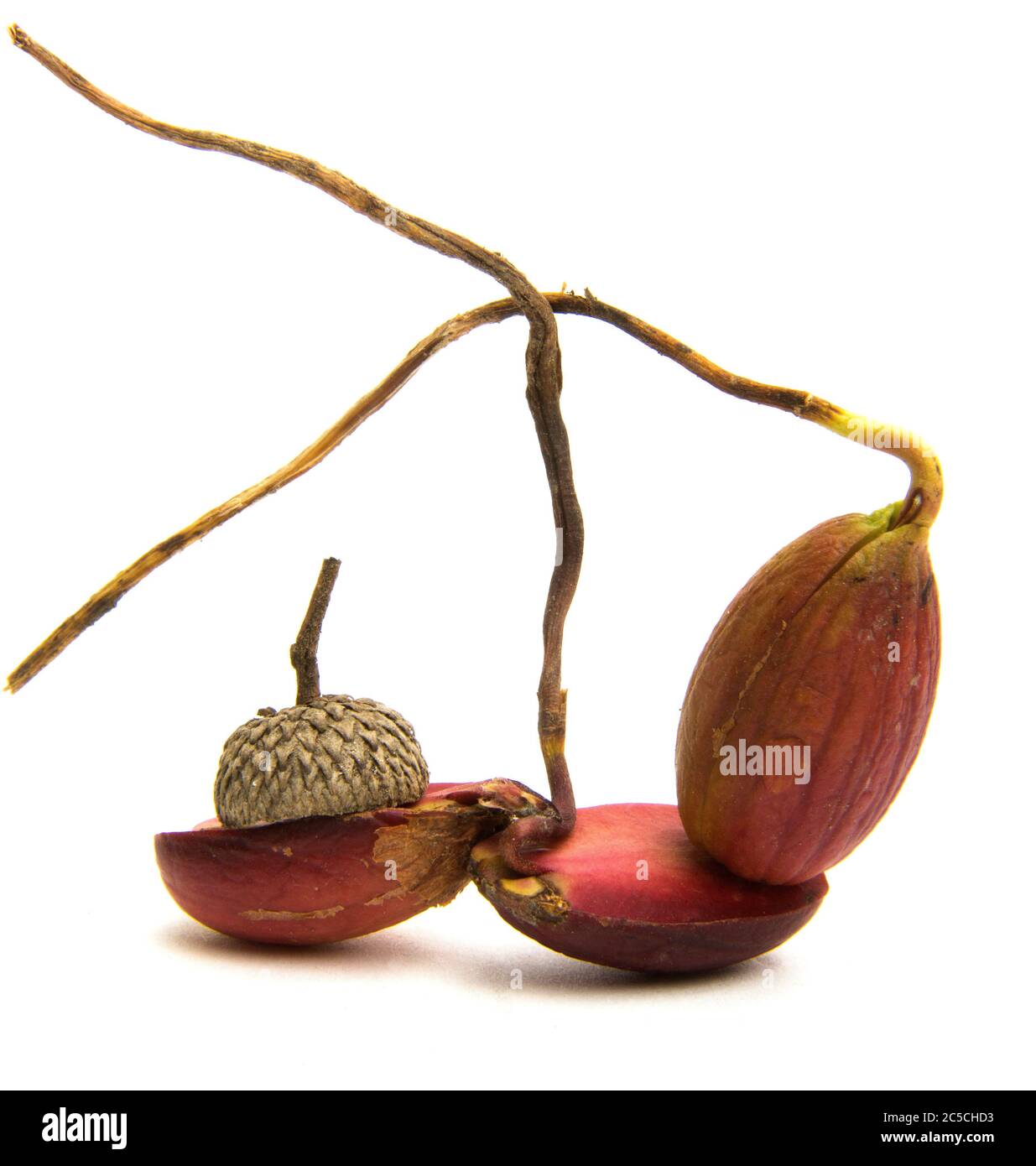 Nut growth hi-res stock photography and images - Alamy