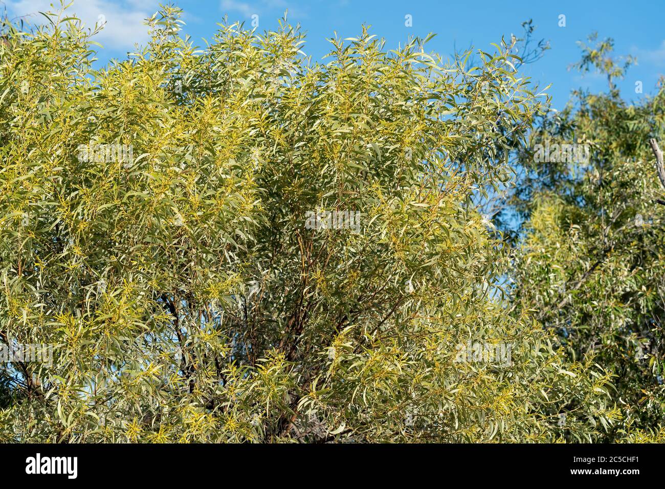 Wattle Seed Pods High Resolution Stock Photography and Images - Alamy