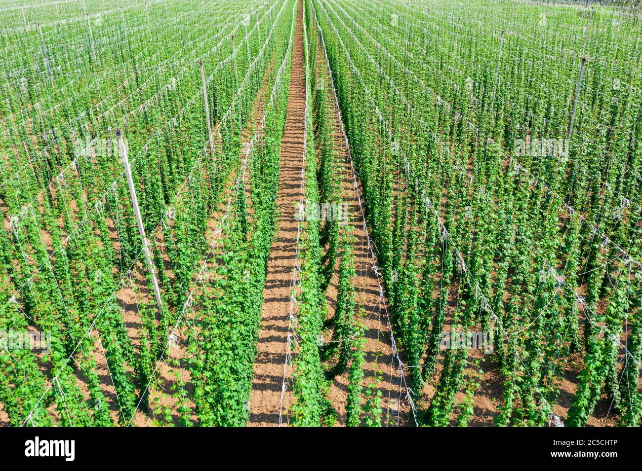 Growing hops on the field for use in brewing, aerial view Stock Photo ...