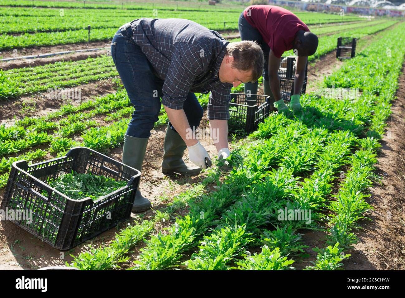 Hand harvesting hi-res stock photography and images - Alamy