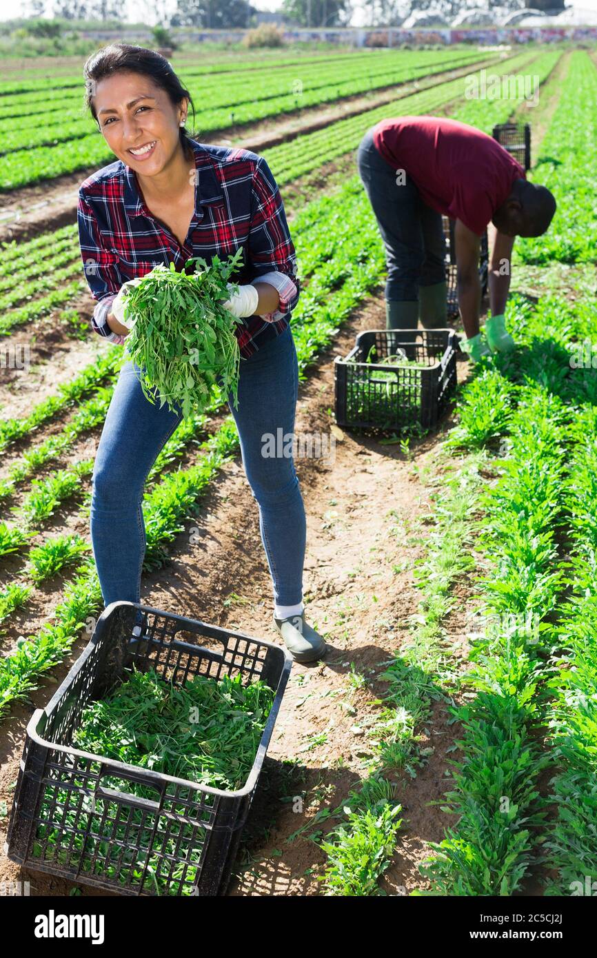 Successful colombian female farmer engaged in organic leafy vegetables ... Successful colombian female farmer engaged in organic leafy vegetables ...
