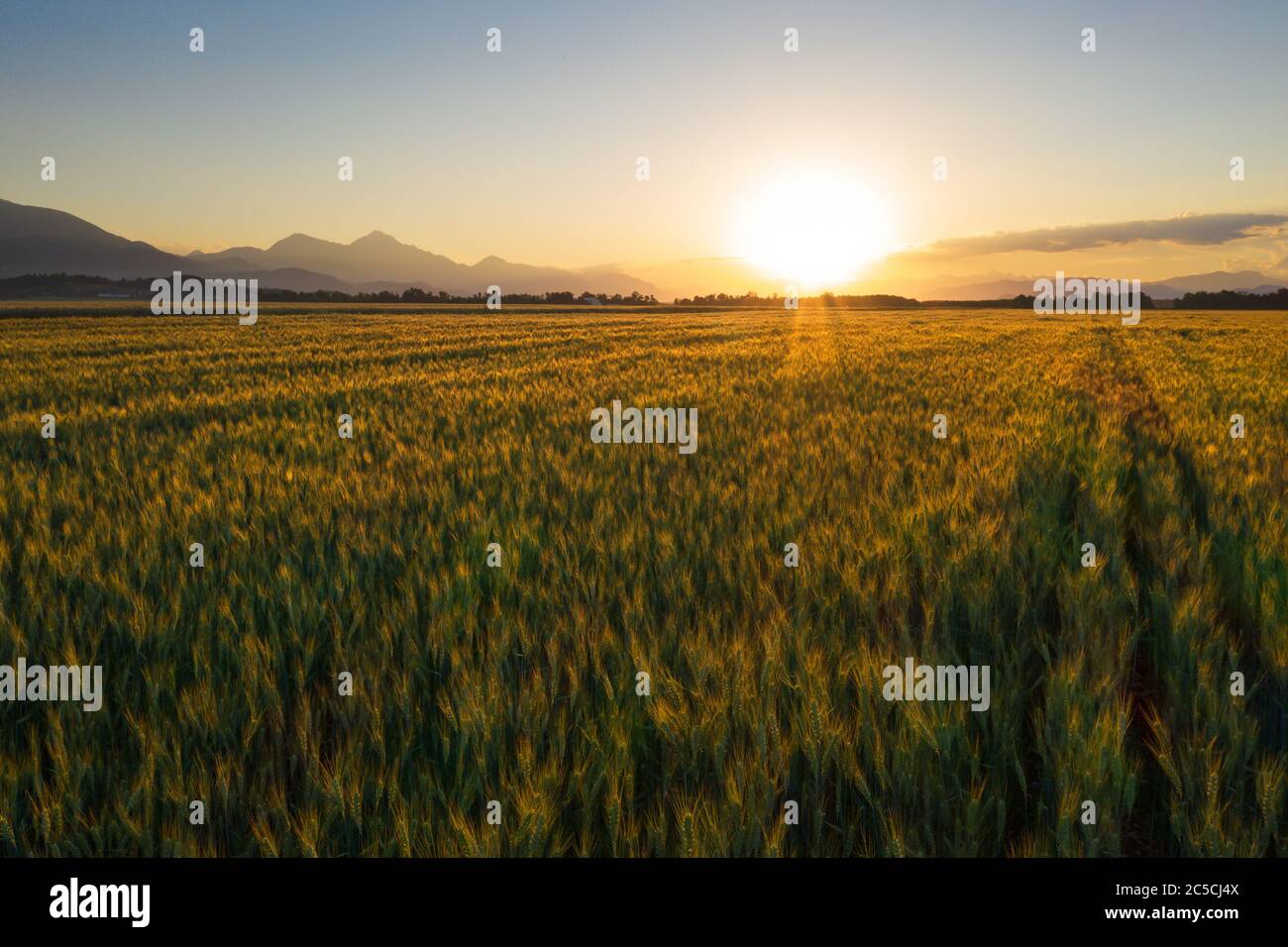 Aerial view of wheat field at summer sunset Stock Photo - Alamy