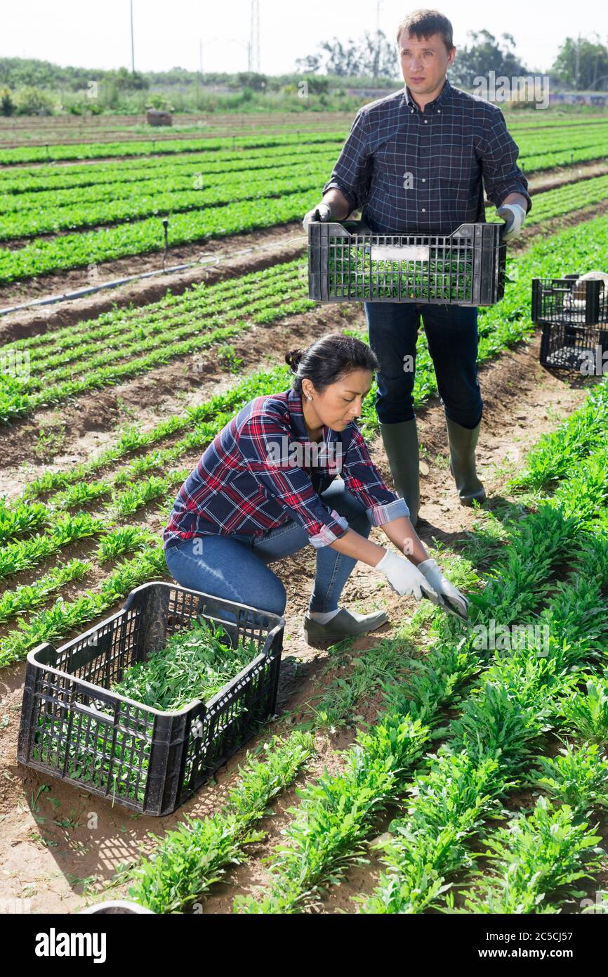 Hired female worker collects fresh green arugula on a farm field Stock ...