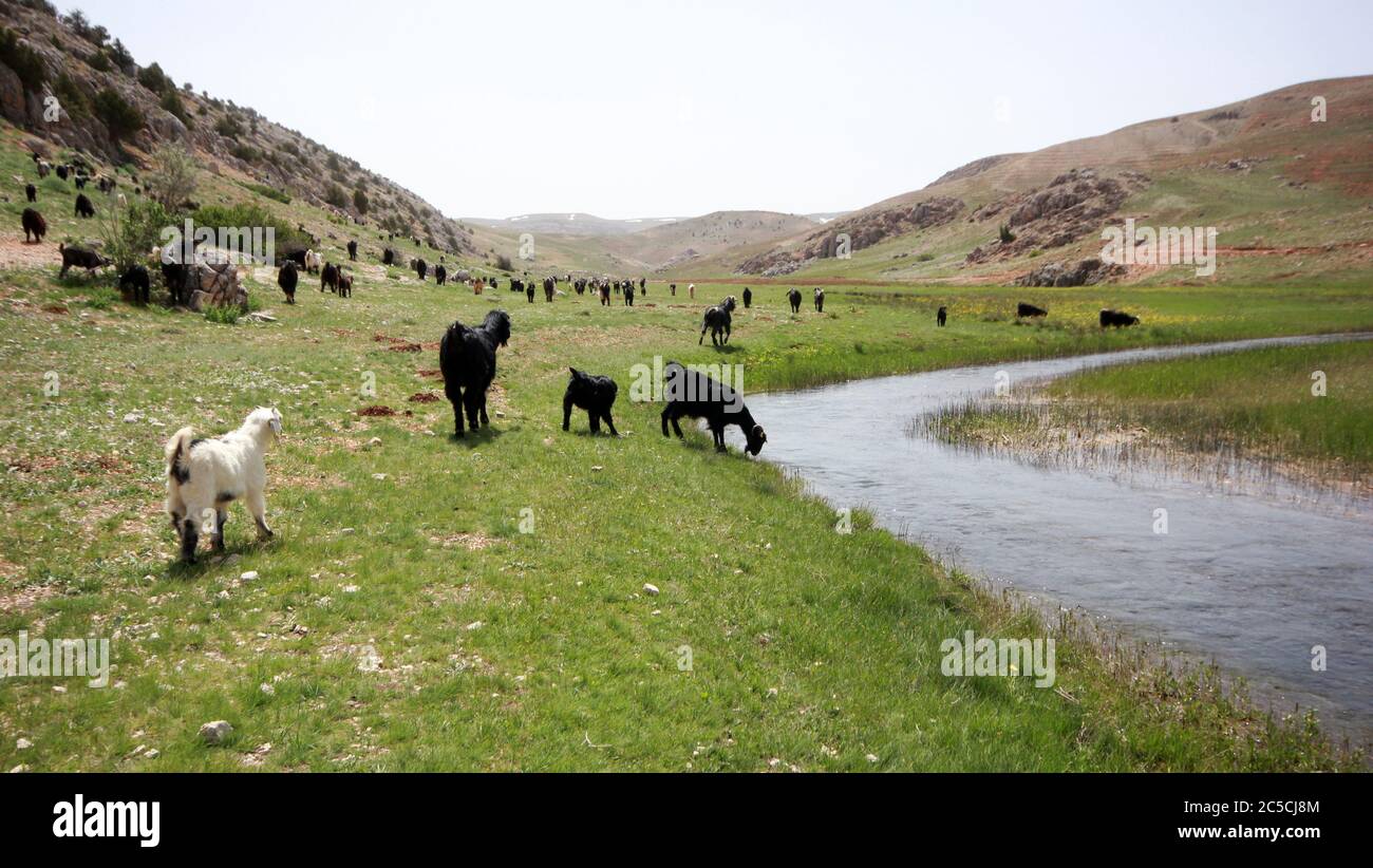 flock of goats and sheep by the river Stock Photo - Alamy