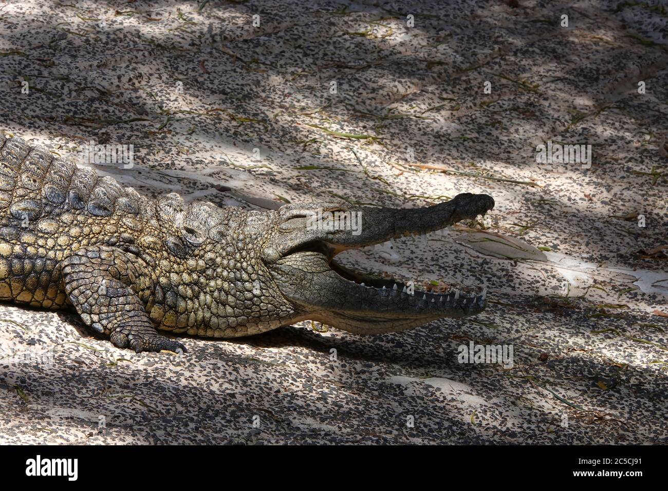 Alligator with open mouth hiding from the heat under the deep shadows ...