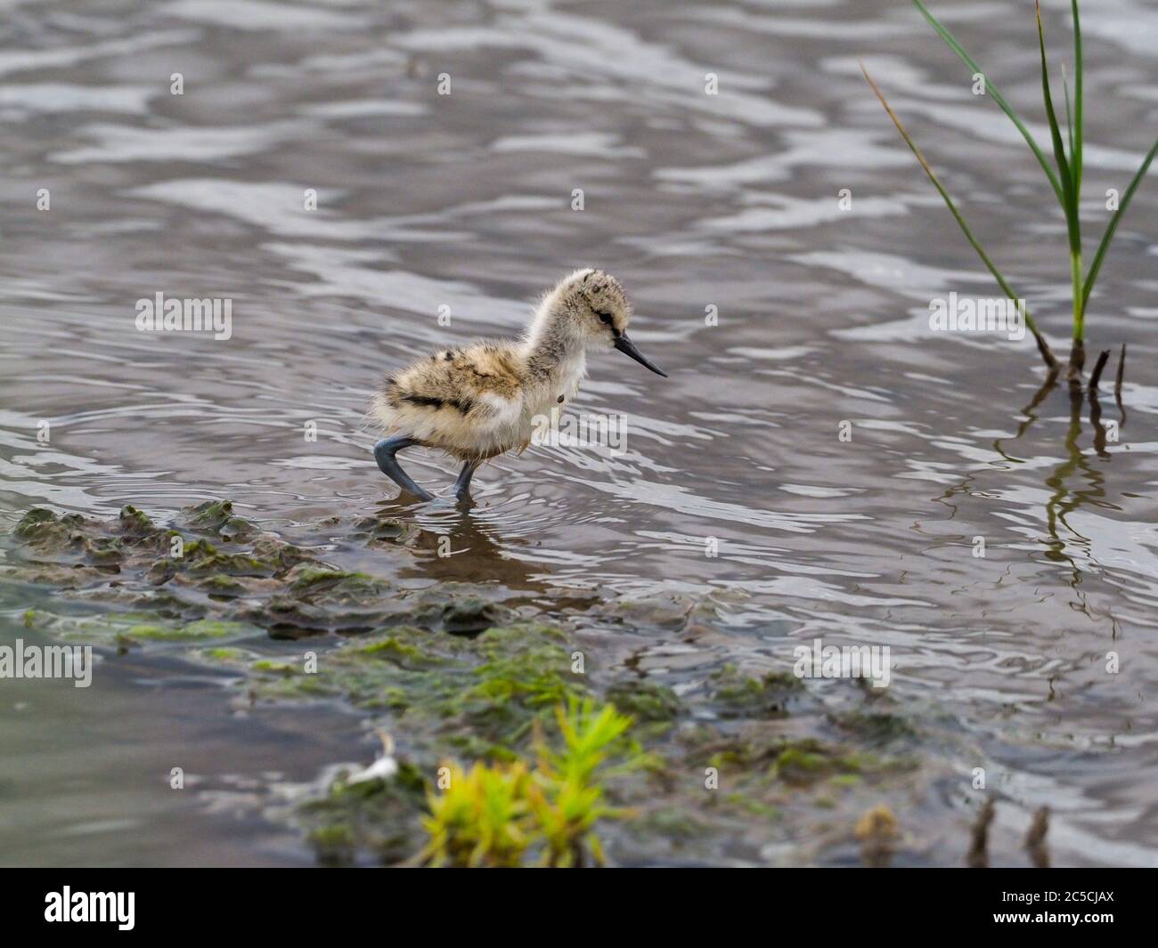 Avocet Chick. Recurvirostra avosetta Stock Photo - Alamy