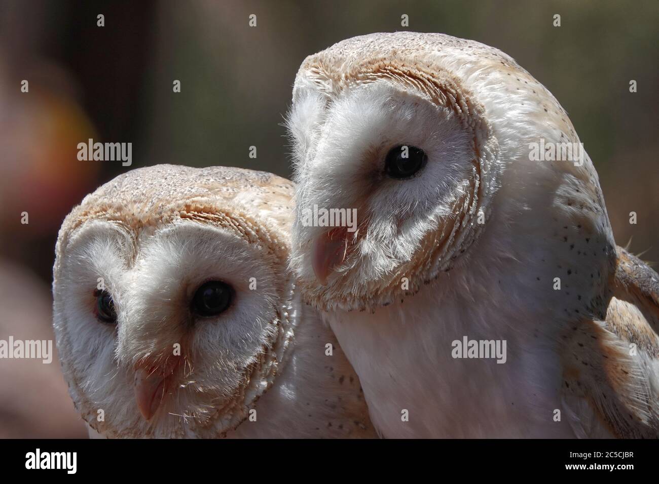 Closeup view of two Barn Owls (Tyto alba) on green background Stock ...