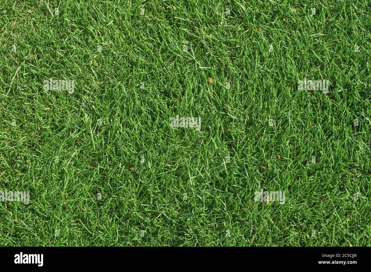 Fresh green grass texture background. Top view Stock Photo - Alamy