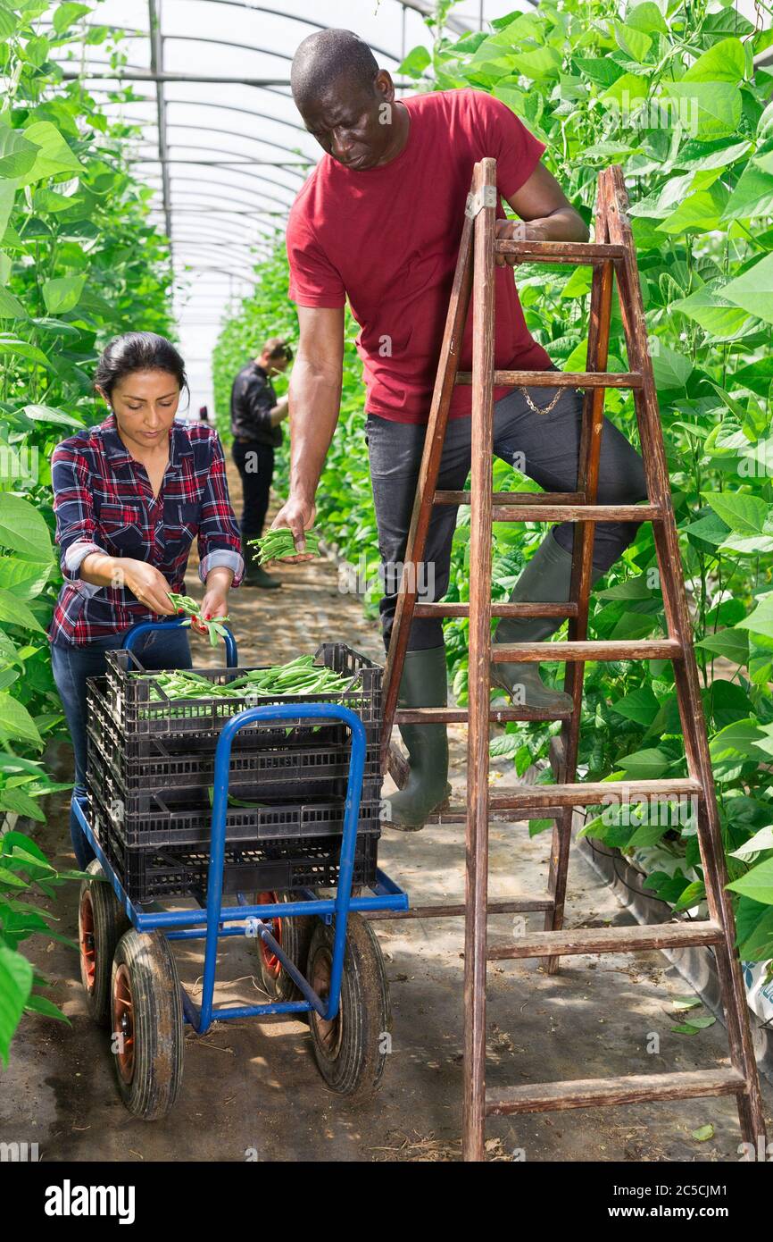 Successful male and female horticulturists working in greenhouse ...