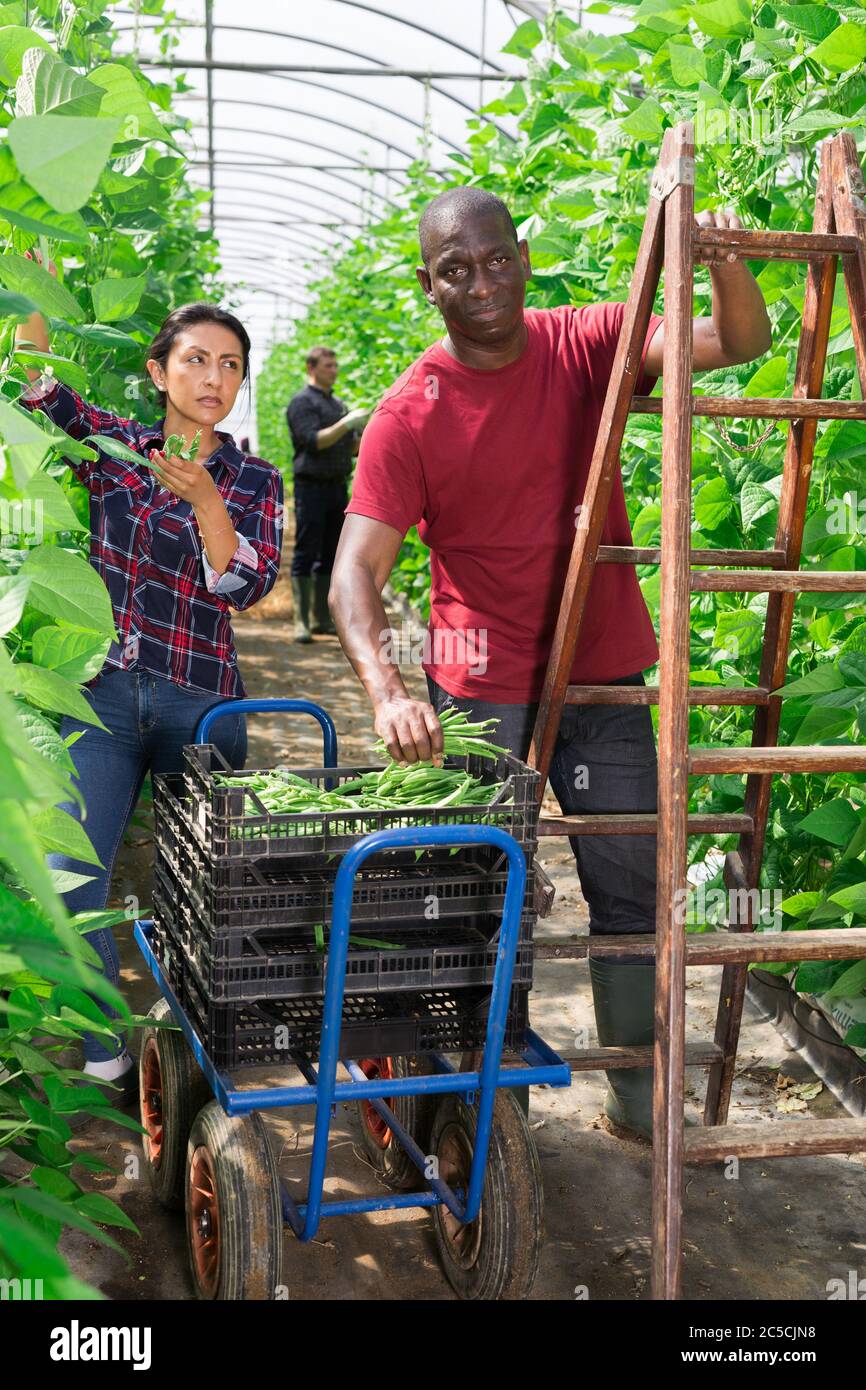Successful male and female horticulturists working in greenhouse ...