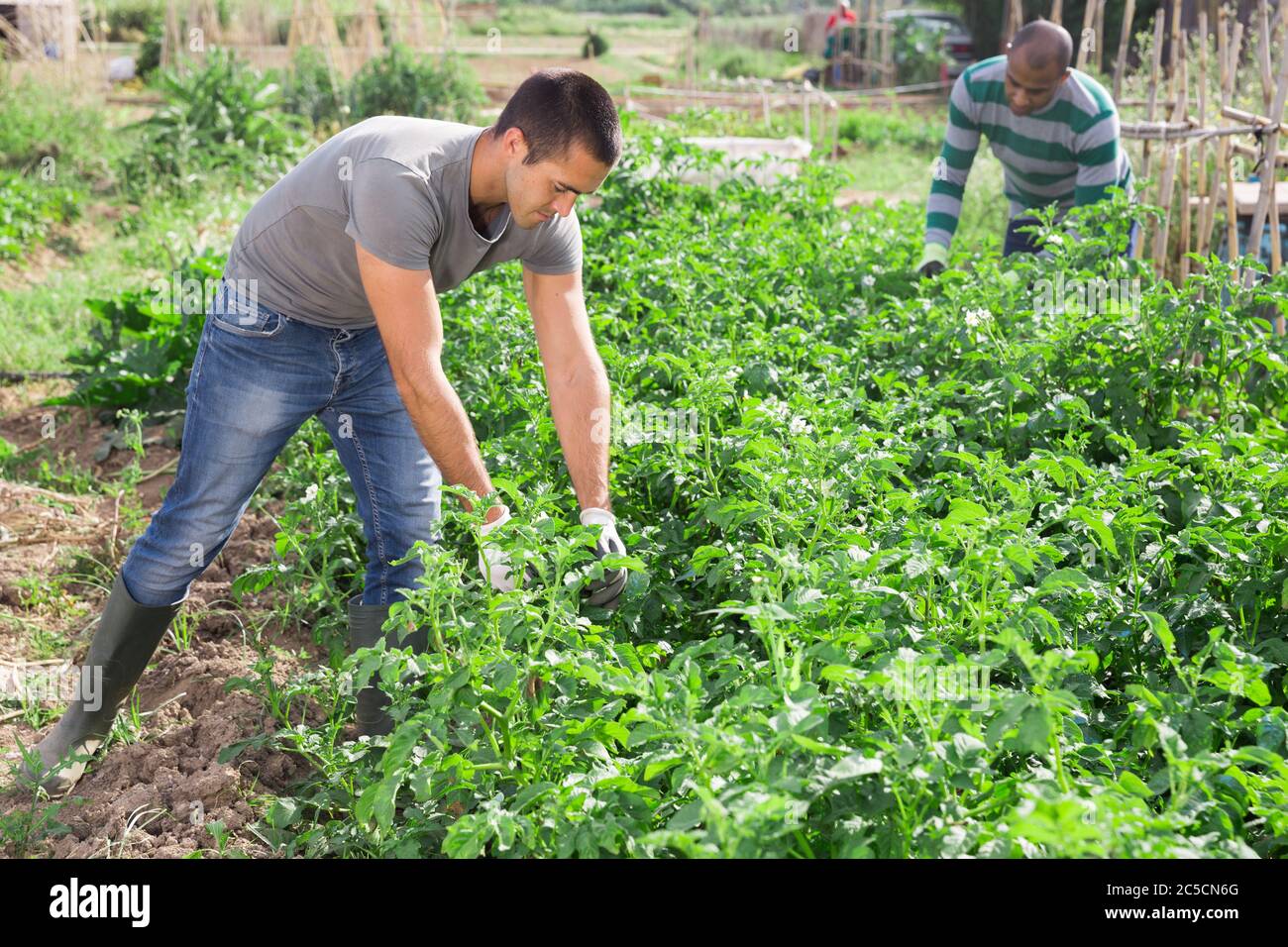 Team of workers controls the growth of potatoes and removes harmful ...