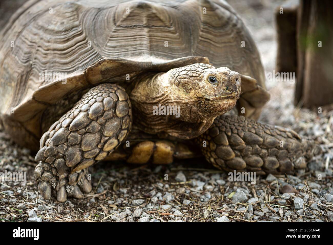 Sahara turtle hi-res stock photography and images - Alamy