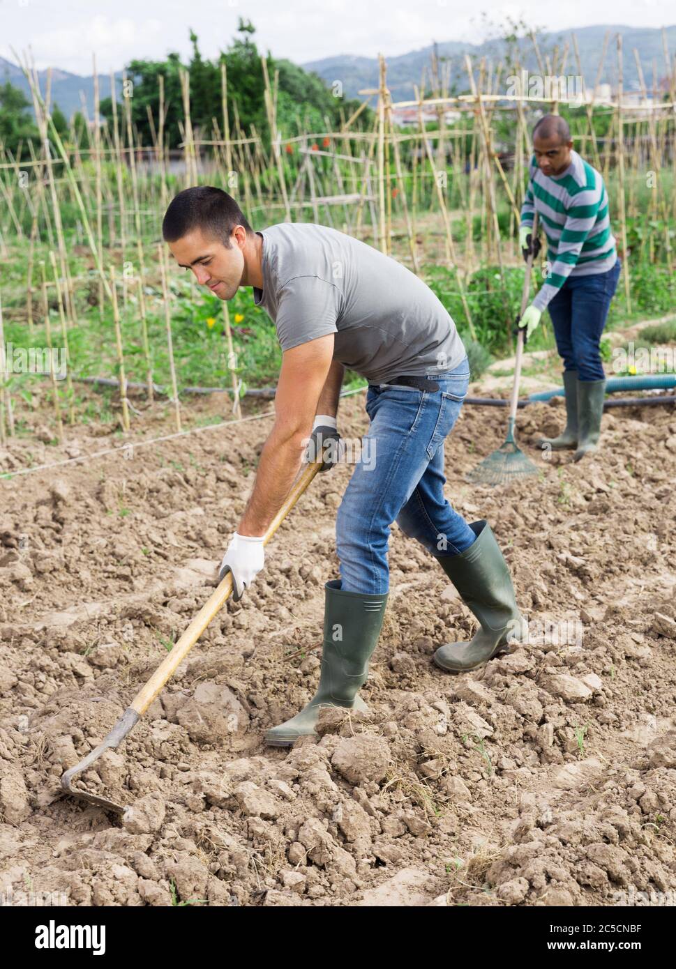Team of farmers work together on the beds in the field with hoe Stock ...