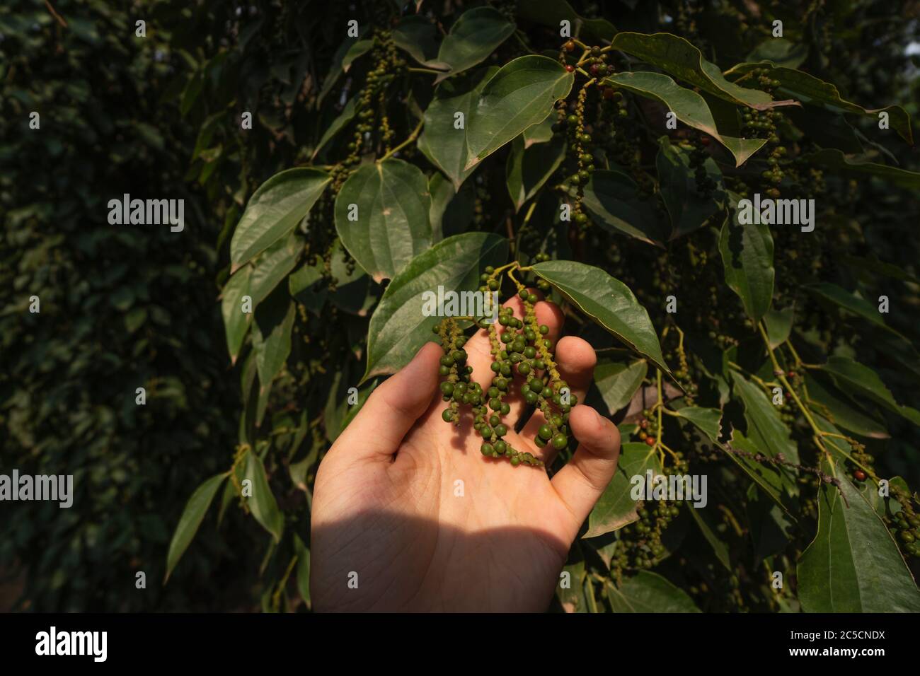 Black pepper trees piper nigrum hi-res stock photography and images - Alamy