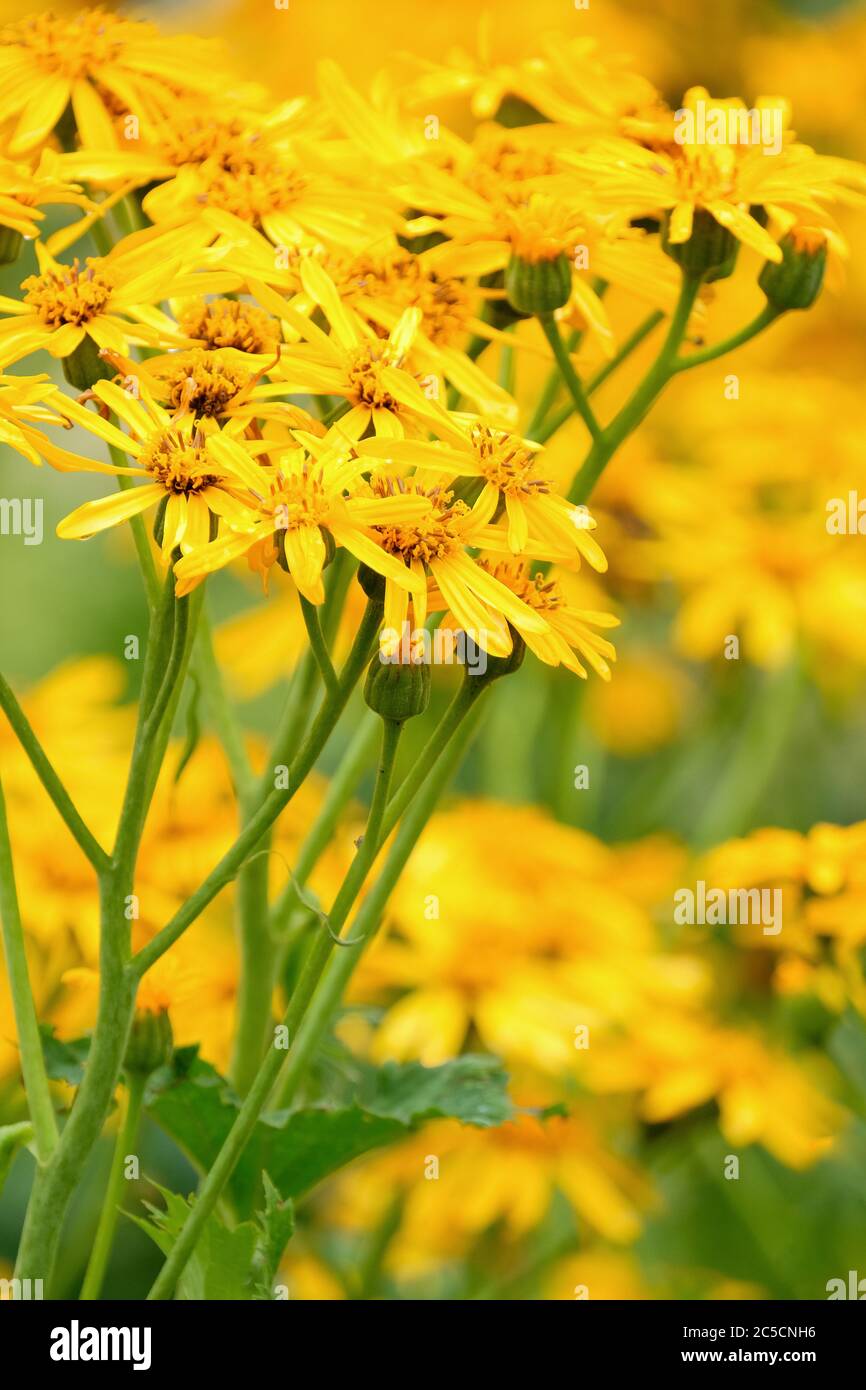 Leopard plant hi-res stock photography and images - Alamy