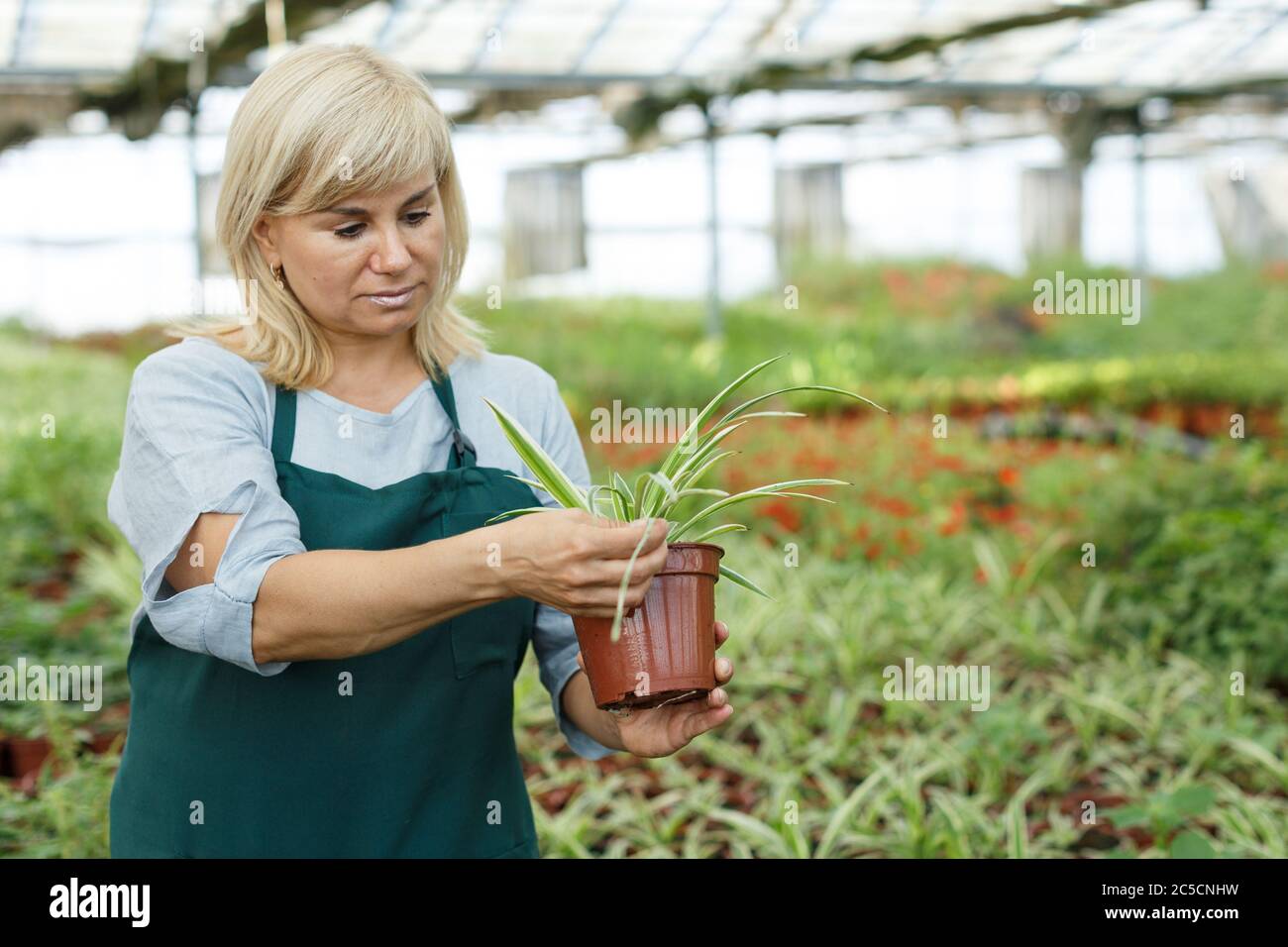 Portrait of mature female gardener working with plant of cinta in pots ...