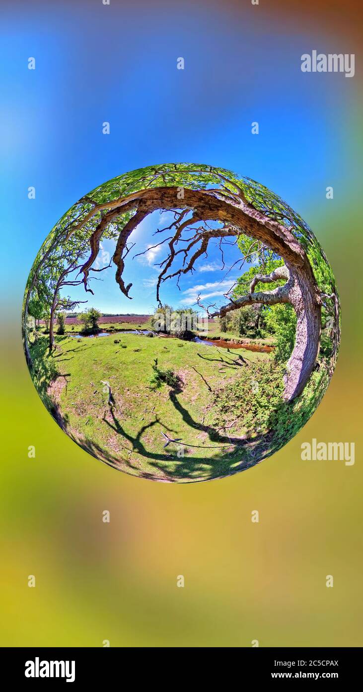Branches of a dead oak tree over a New Forest stream Stock Photo - Alamy