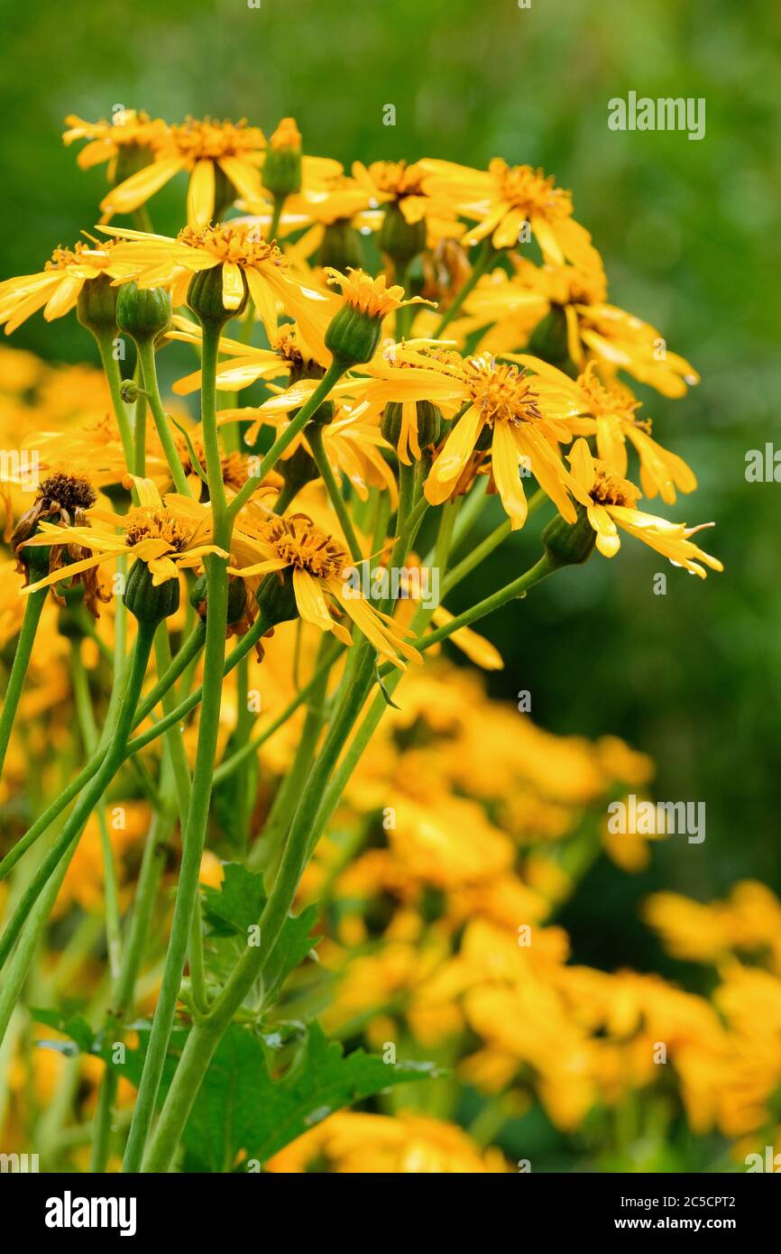 Leopard plant hi-res stock photography and images - Alamy