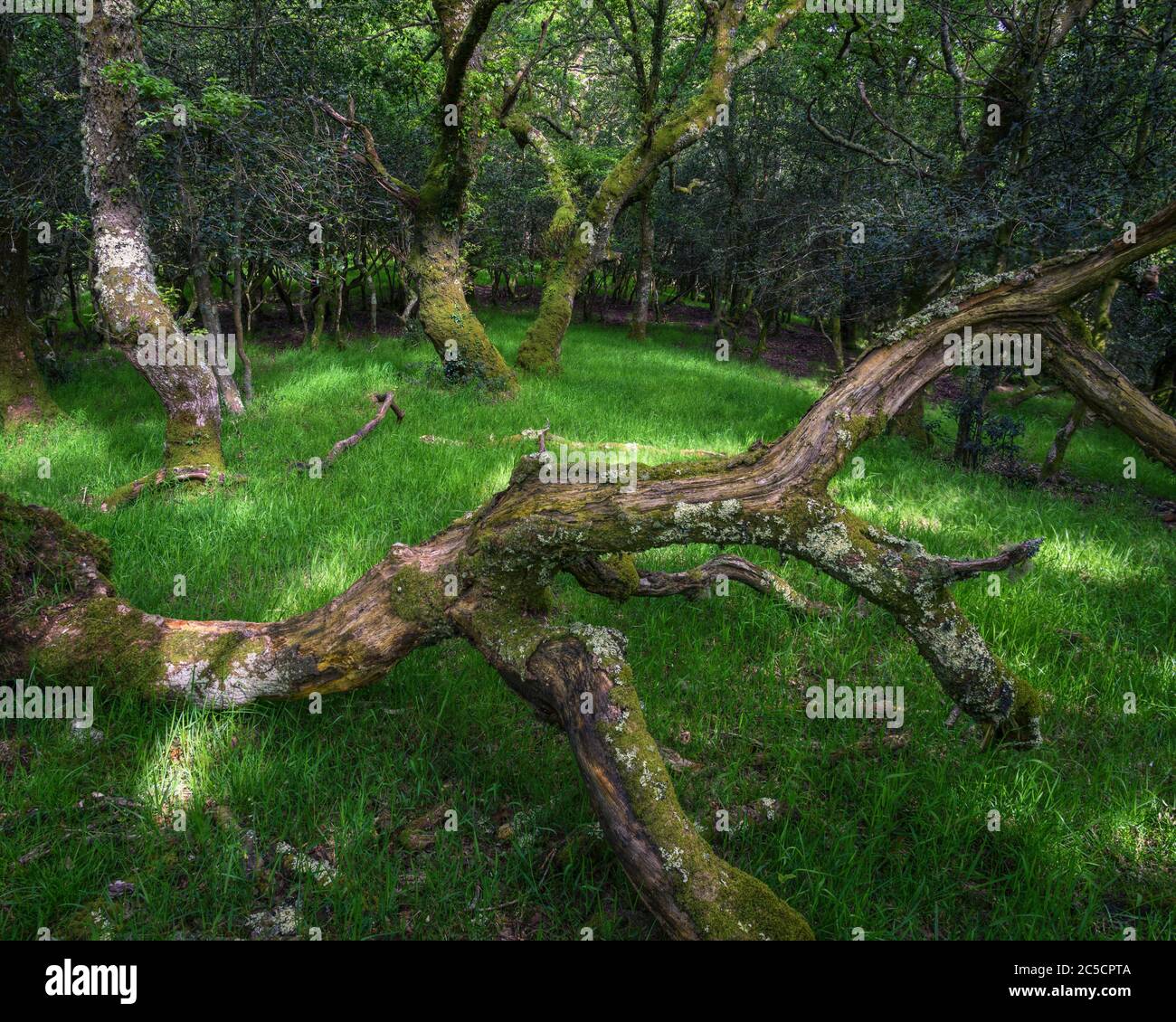 Fallen trunks and old twisted oak trees in an ancient centennial forest ...