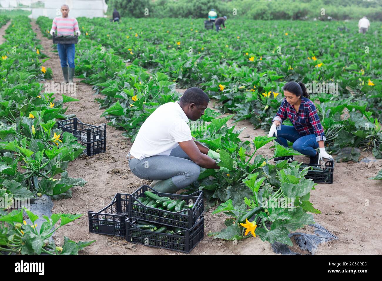 Woman picking courgettes hi-res stock photography and images - Alamy