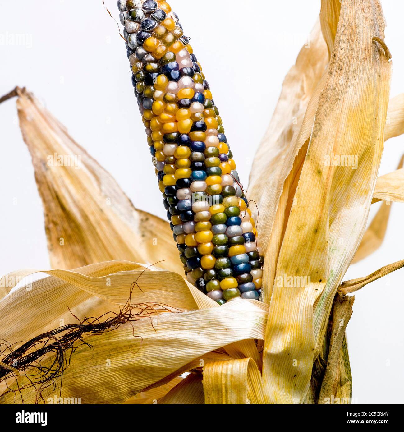 Multicolored ripe corn on a white background Stock Photo - Alamy