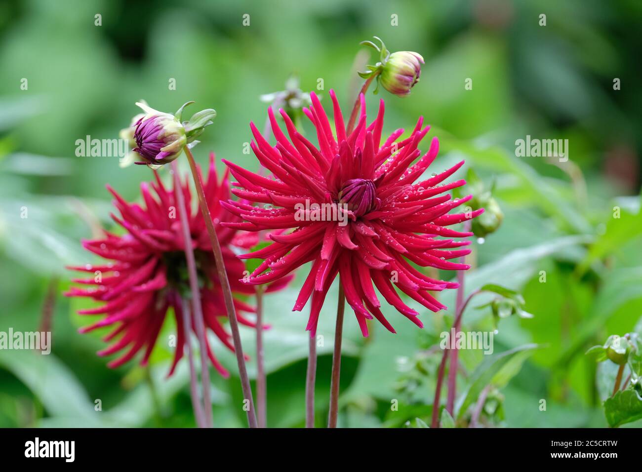 Doris knight hi-res stock photography and images - Alamy