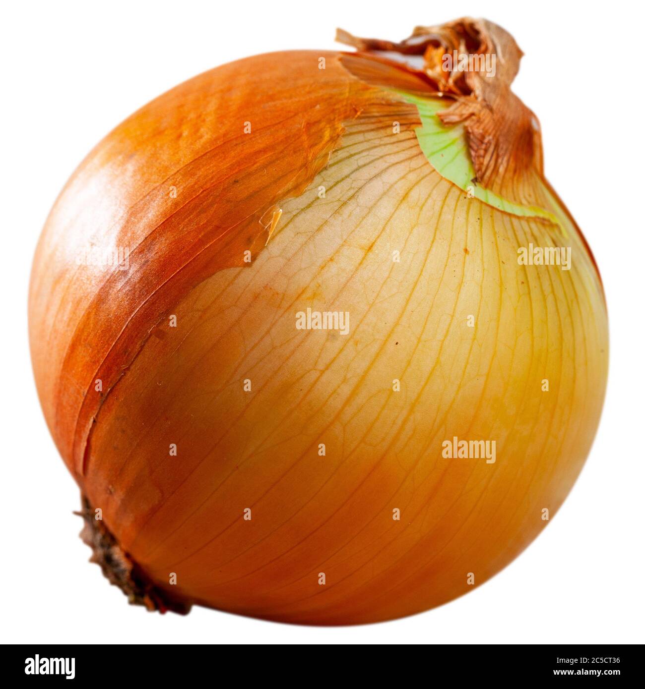 Fresh onion bulb, healthy organic cooking ingredients. Isolated over ...