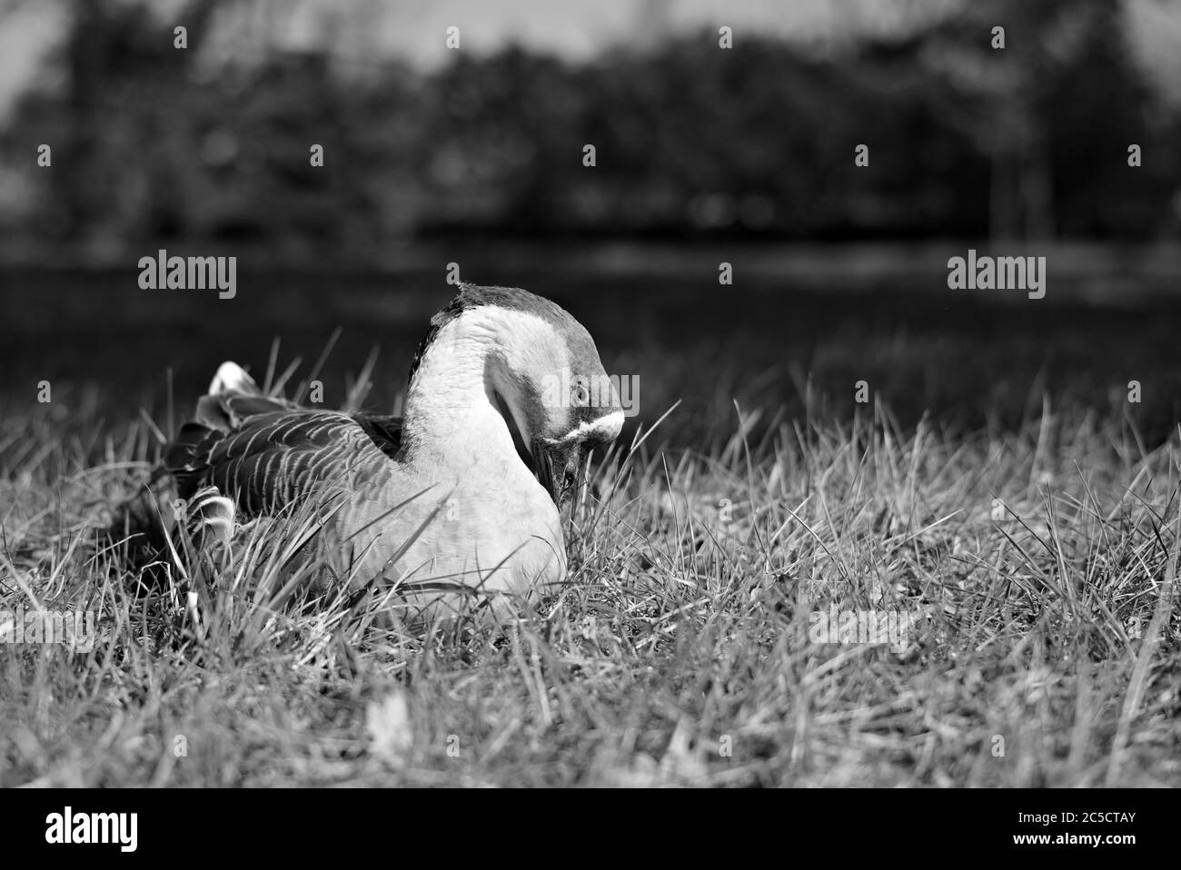 Free living fauna hi-res stock photography and images - Alamy