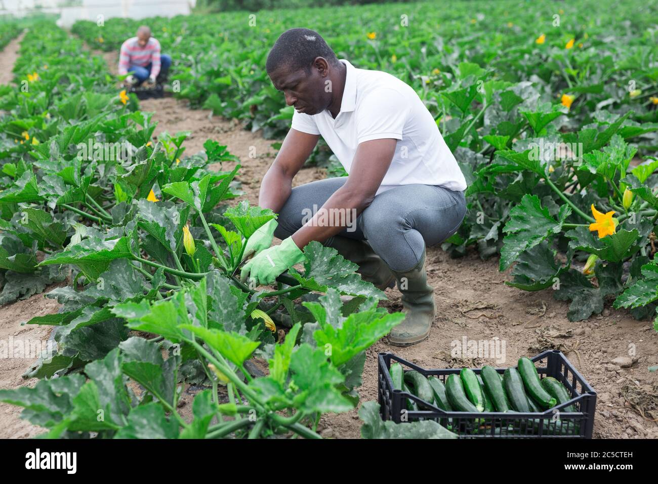 African american farmer collect harvest zucchini on the field Stock ...