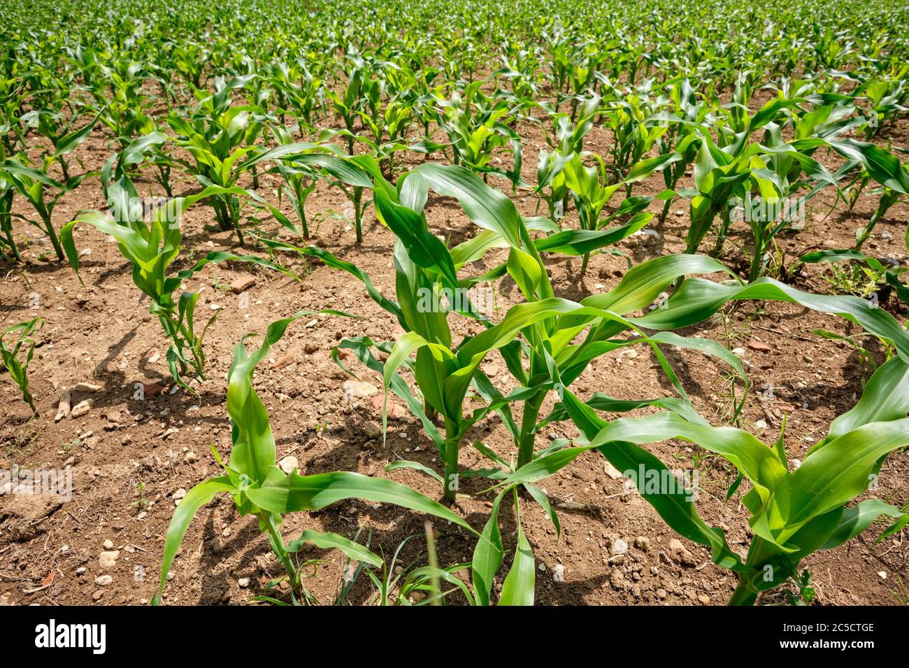 Maize field with young small plants in dry soil in the summer sun. Seen ...