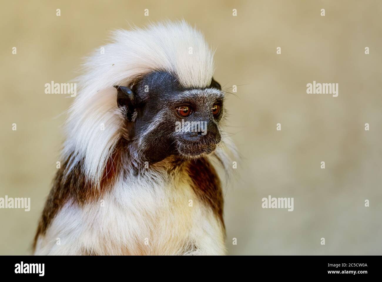 Cotton-top Tamarin - Saguinus oedipus, beautiful small primate from ...