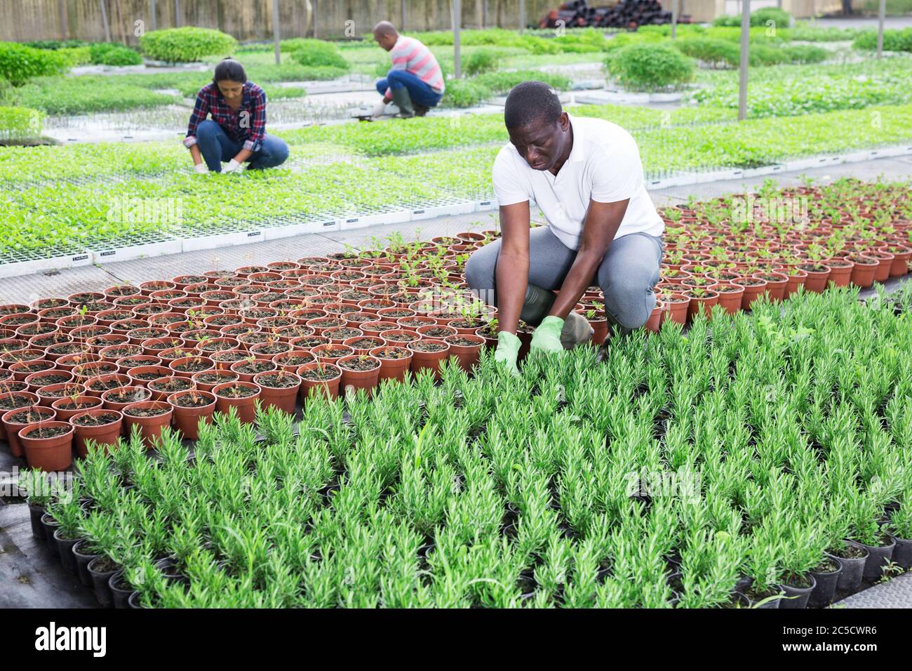 Confident african american farmer controls rosemary sprouts in ...