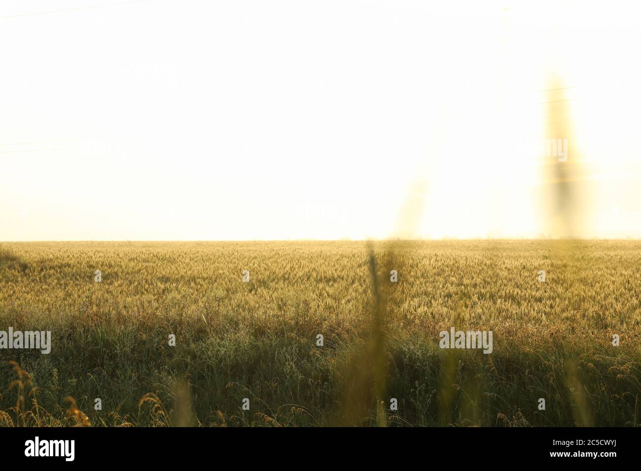 Wheat field. Beautiful summer morning. Summer nature Stock Photo - Alamy